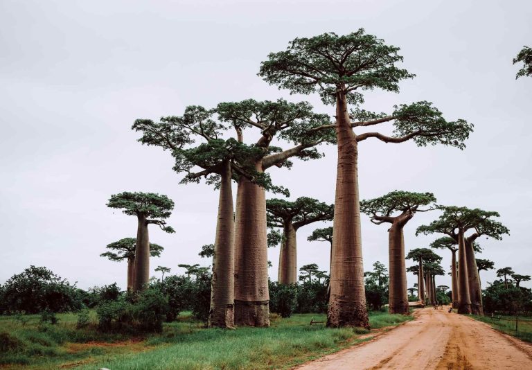 Reisbrigade | Madagascar rondreis: Bijzondere dieren, avontuurlijke routes