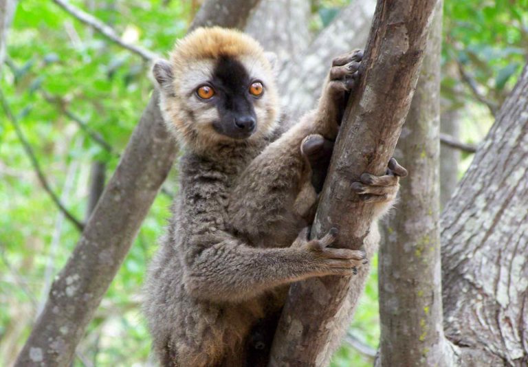 Reisbrigade | Rondreis Madagascar: De schoonheid van Madagascar